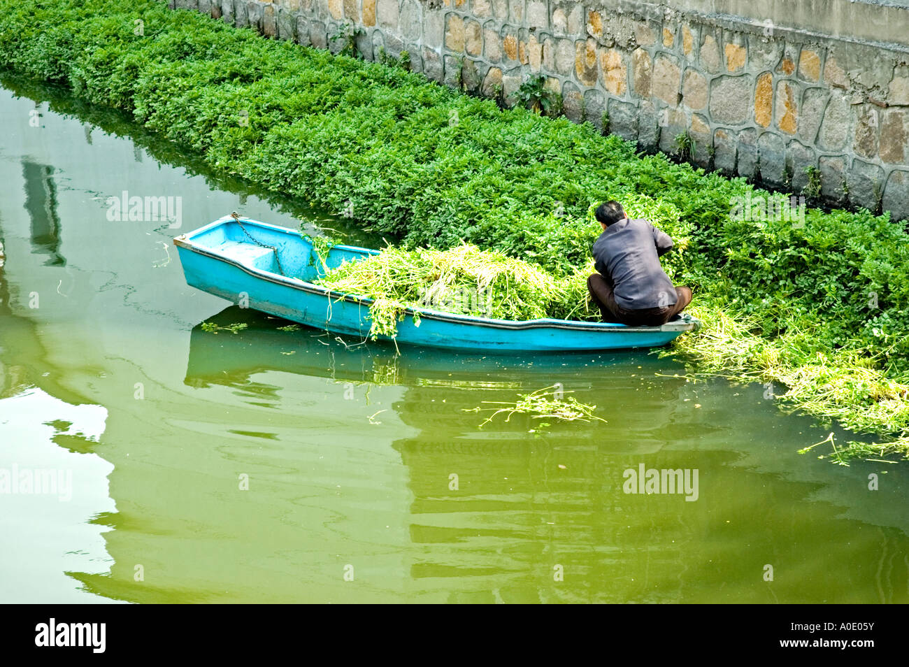 Chinese boatman gathering weeds at the canal side Stock Photo - Alamy