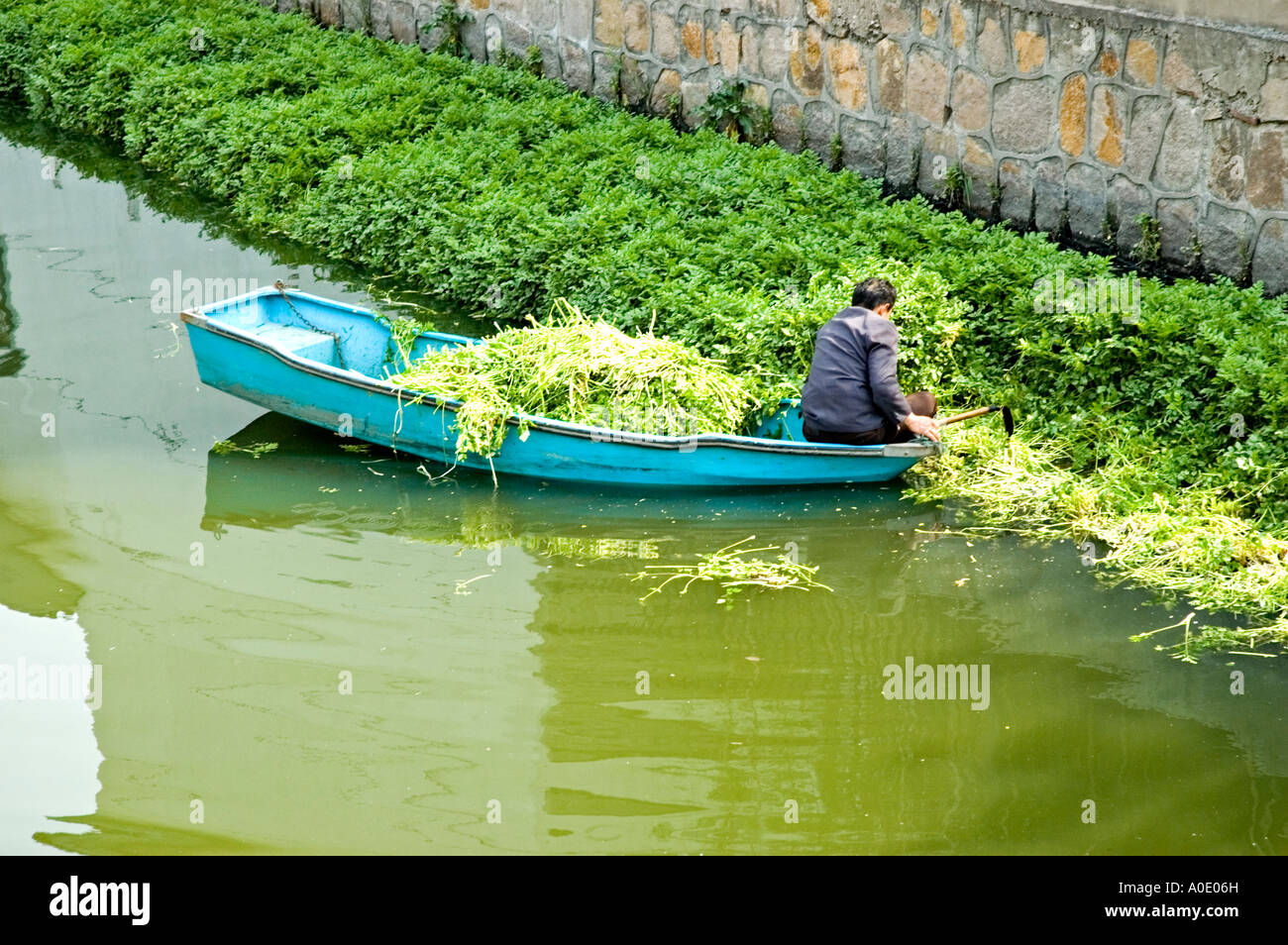 Chinese boatman cutting weeds at the canal side Stock Photo - Alamy