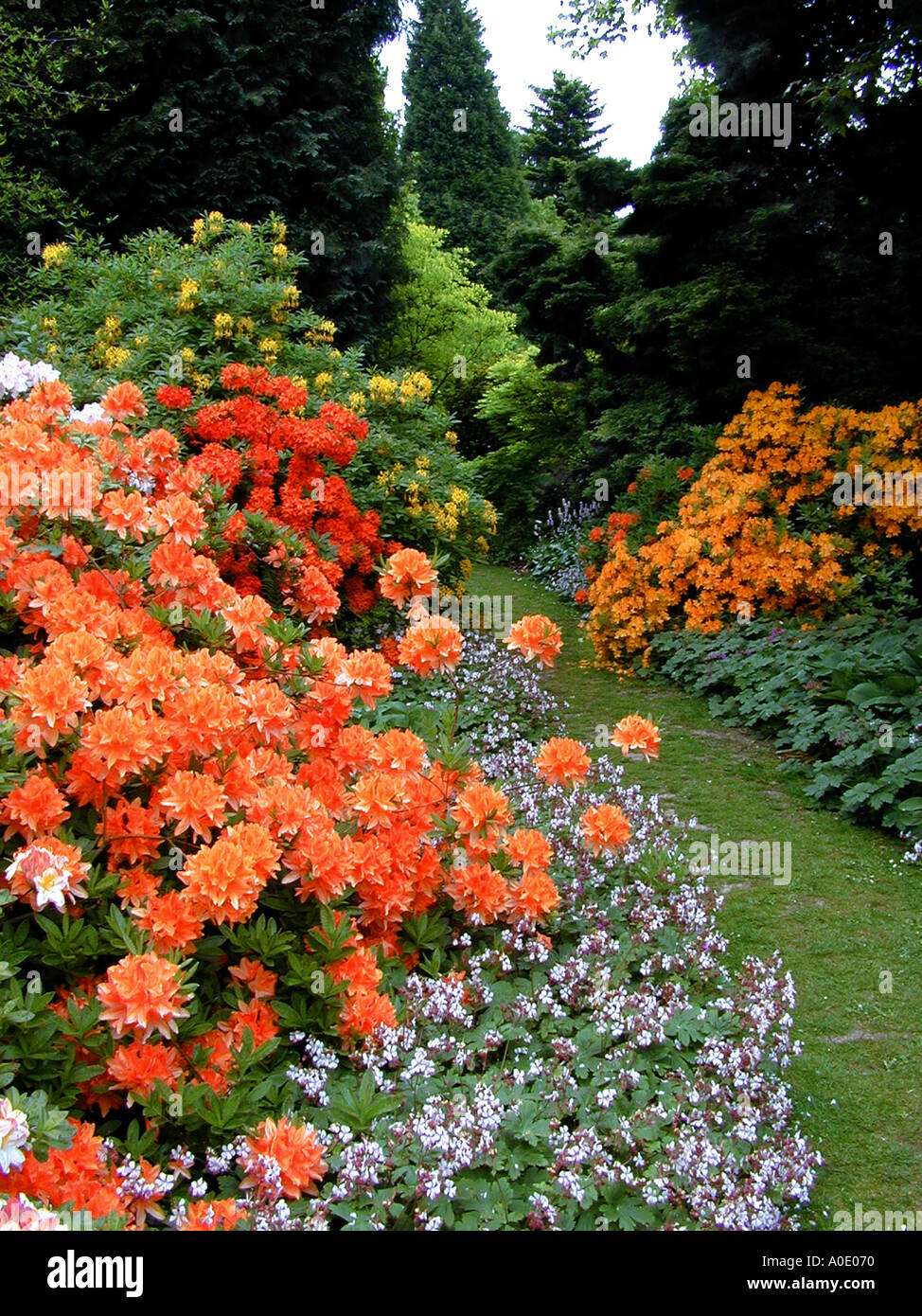 Evergreen azaleas hi-res stock photography and images - Alamy