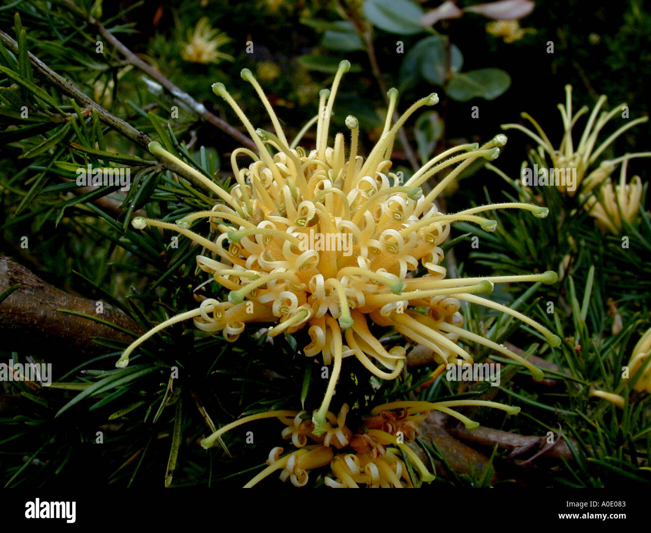Grevillea juniperina hi-res stock photography and images - Alamy