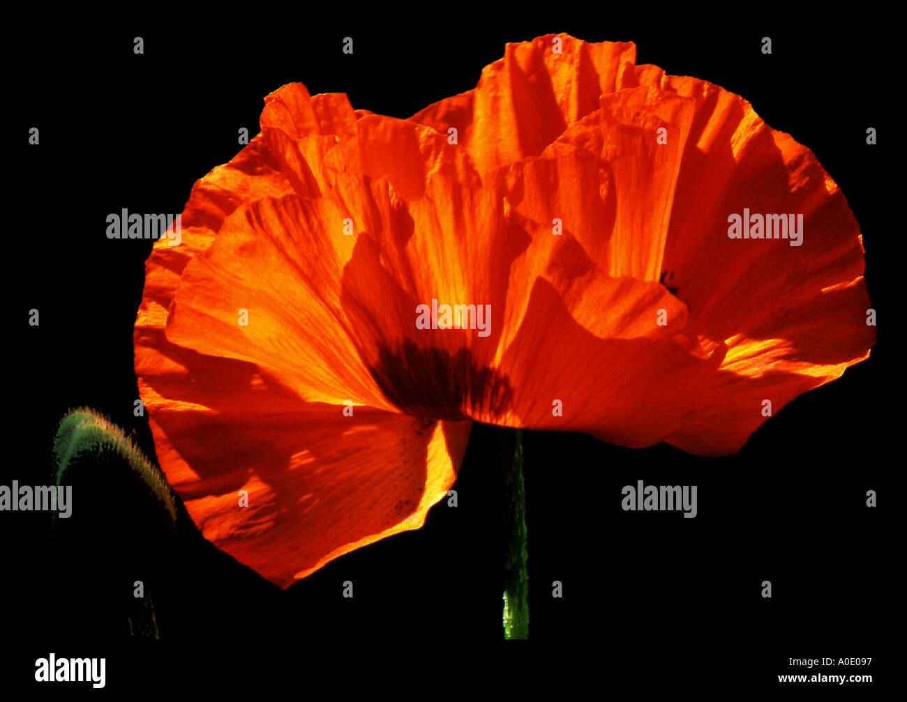 Papaver Orientalis Stock Photos & Papaver Orientalis Stock Images - Alamy