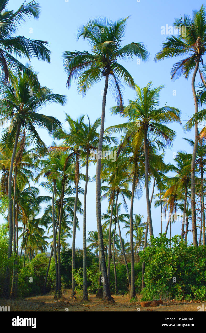 Palm trees Goa Stock Photo - Alamy