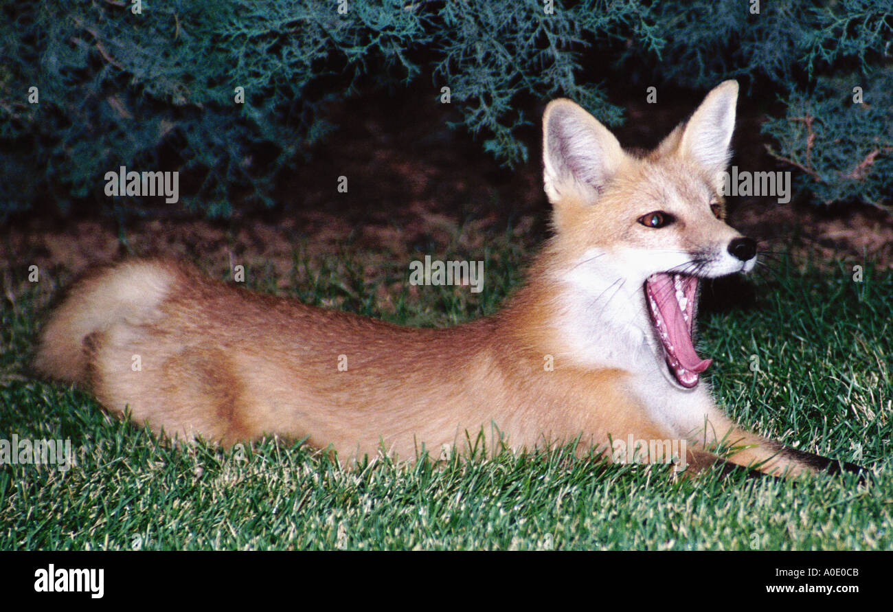Yawning red fox Stock Photo - Alamy