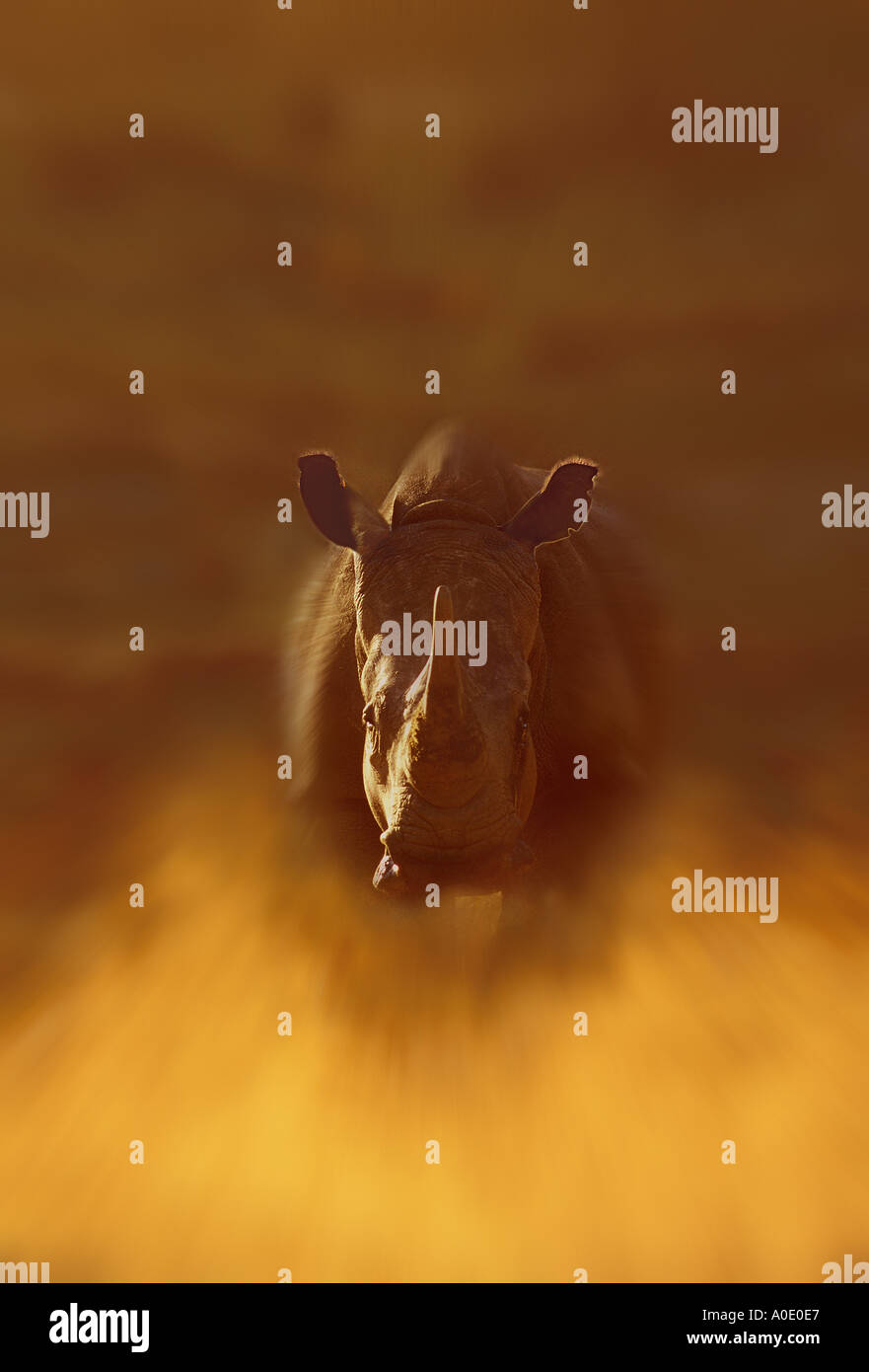 Animal charging hi-res stock photography and images - Alamy