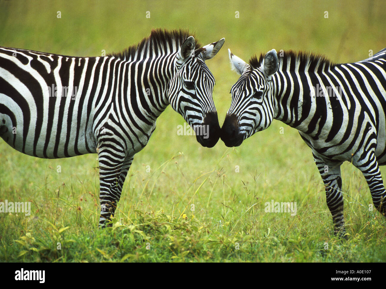 Zebra mate hi-res stock photography and images - Alamy