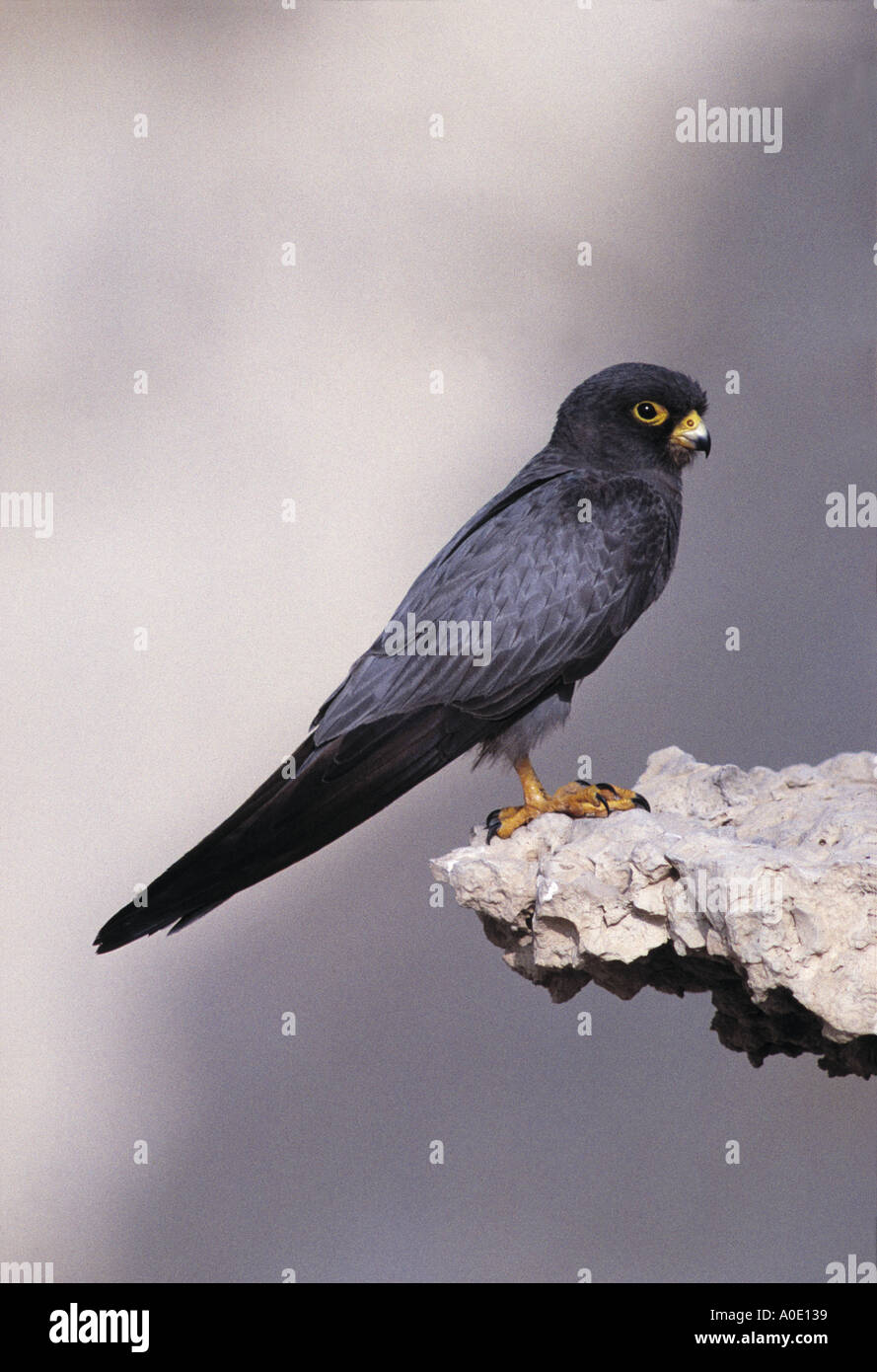 Sooty Falcon Hawar Islands Bahrain Arabain Gulf Stock Photo - Alamy