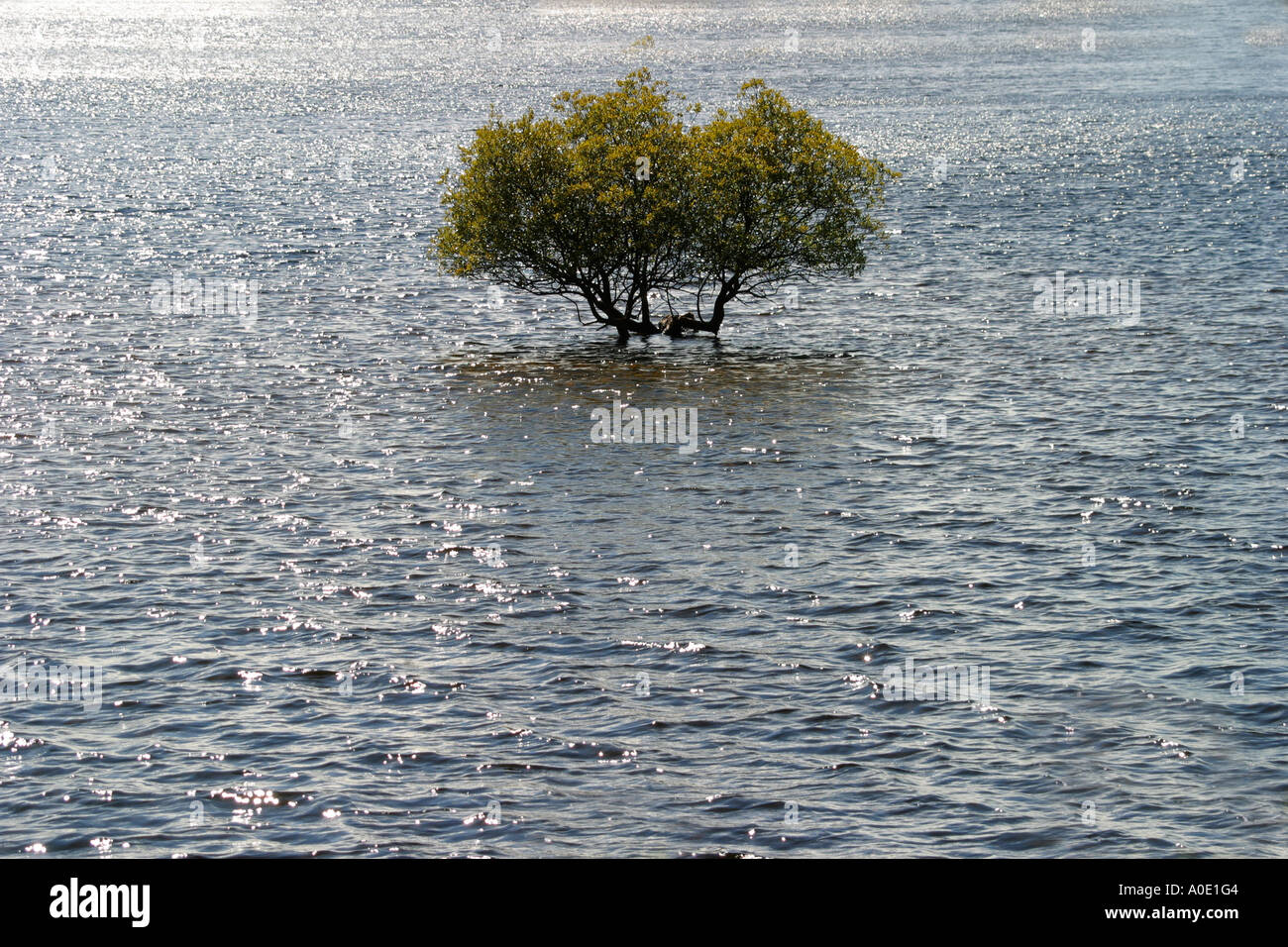 Lone tree growing in middle of flooded reservoir Stock Photo - Alamy
