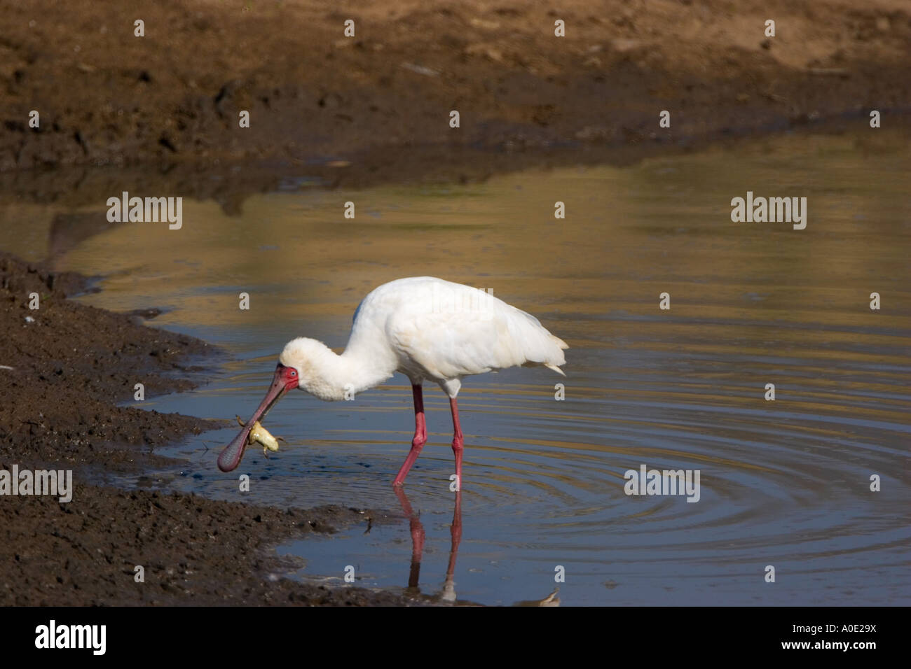 Frog dam hi-res stock photography and images - Alamy