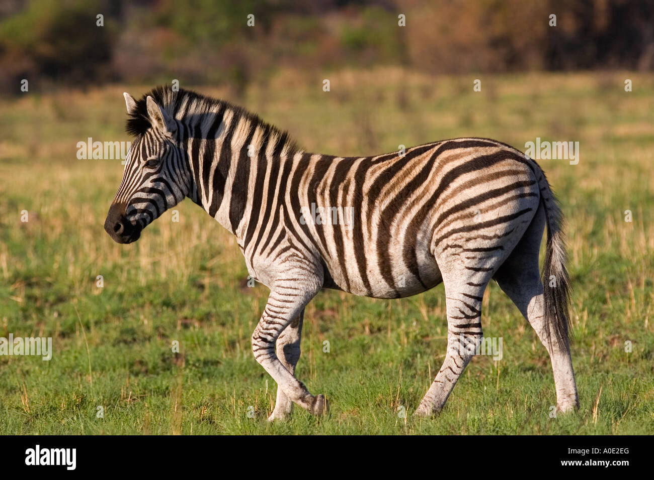 Zebra walking hi-res stock photography and images - Alamy