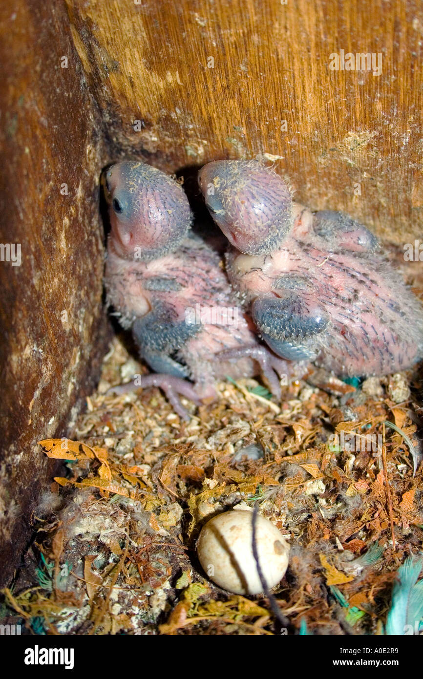 Parrot Baby Nest High Resolution Stock Photography and Images - Alamy