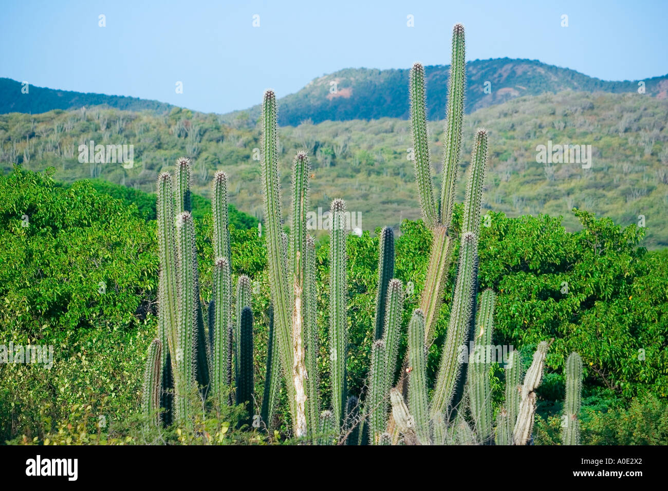 Christoffel Park Curacao Stock Photo - Alamy