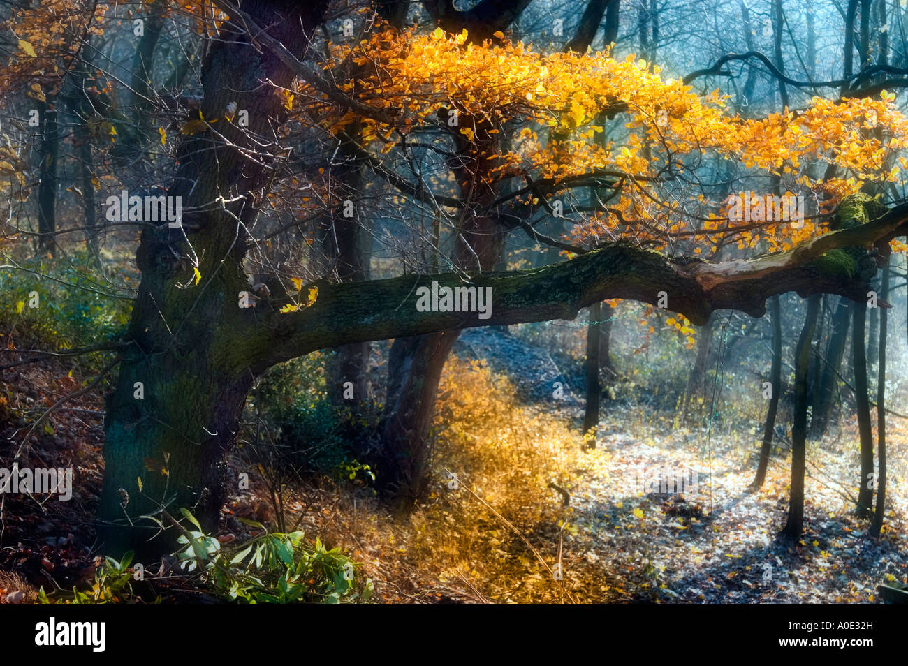 Woodland scene, Uppermill Saddleworth Oldham Lancashire Stock Photo - Alamy