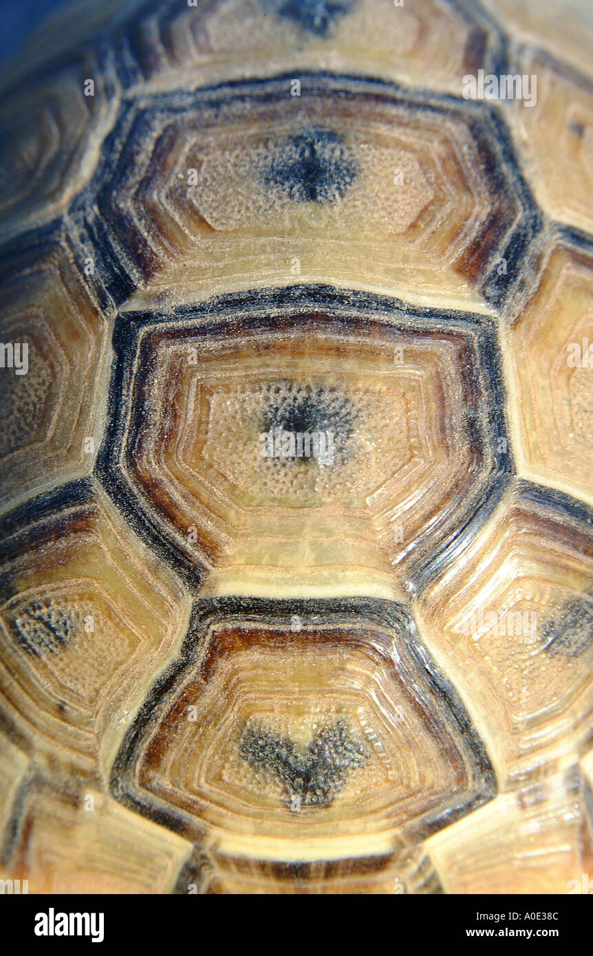 Testudo sulcata hi-res stock photography and images - Alamy