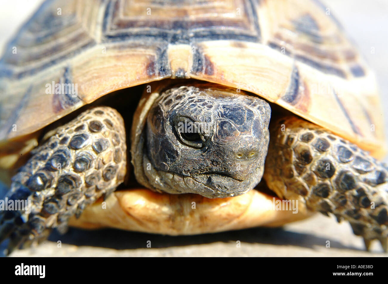 greek european asian spurred tortoise spur thighed tortoise testudo ...