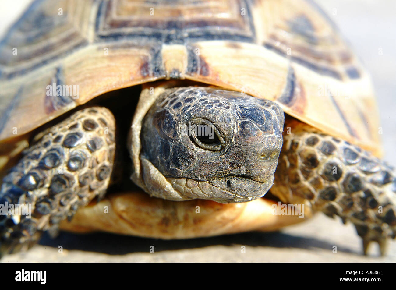 greek european asian spurred tortoise spur thighed tortoise testudo ...