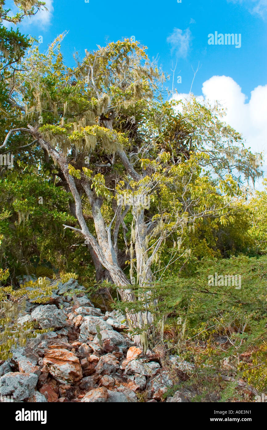 National tree of curacao hi-res stock photography and images - Alamy
