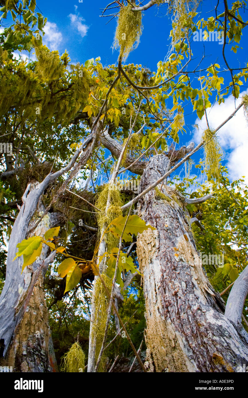 Nature of Curacao Netherlands Antilles as seen in the Christoffel Park ...