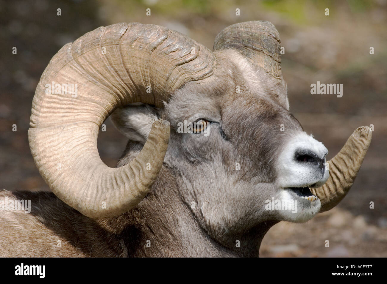 Bighorn Sheep Ram Stock Photo - Alamy