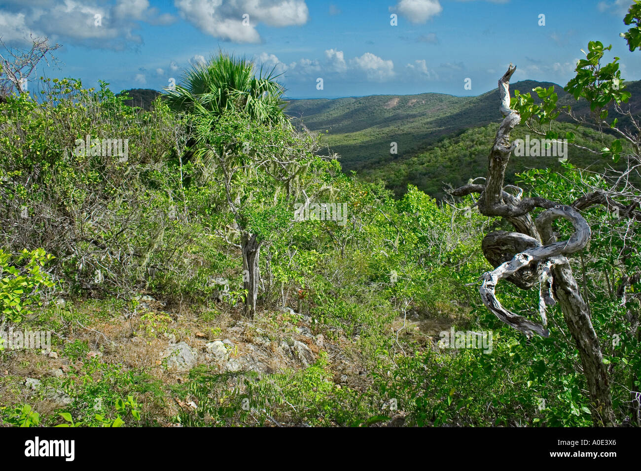 National tree of curaçao hi-res stock photography and images - Alamy