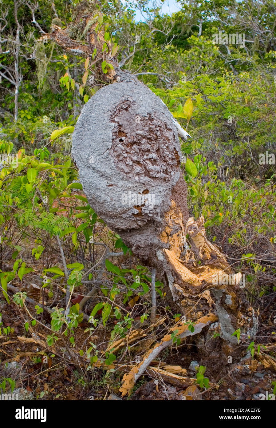 Nature of Curacao Netherlands Antilles Stock Photo - Alamy