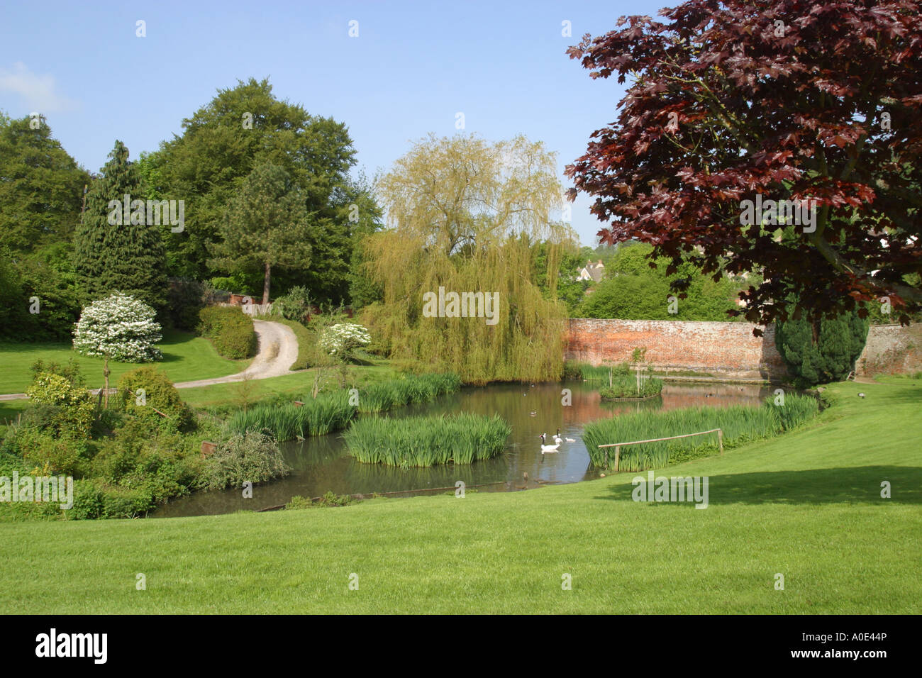 Large manicured lawned UK garden with trees, shrubs and large pond ...