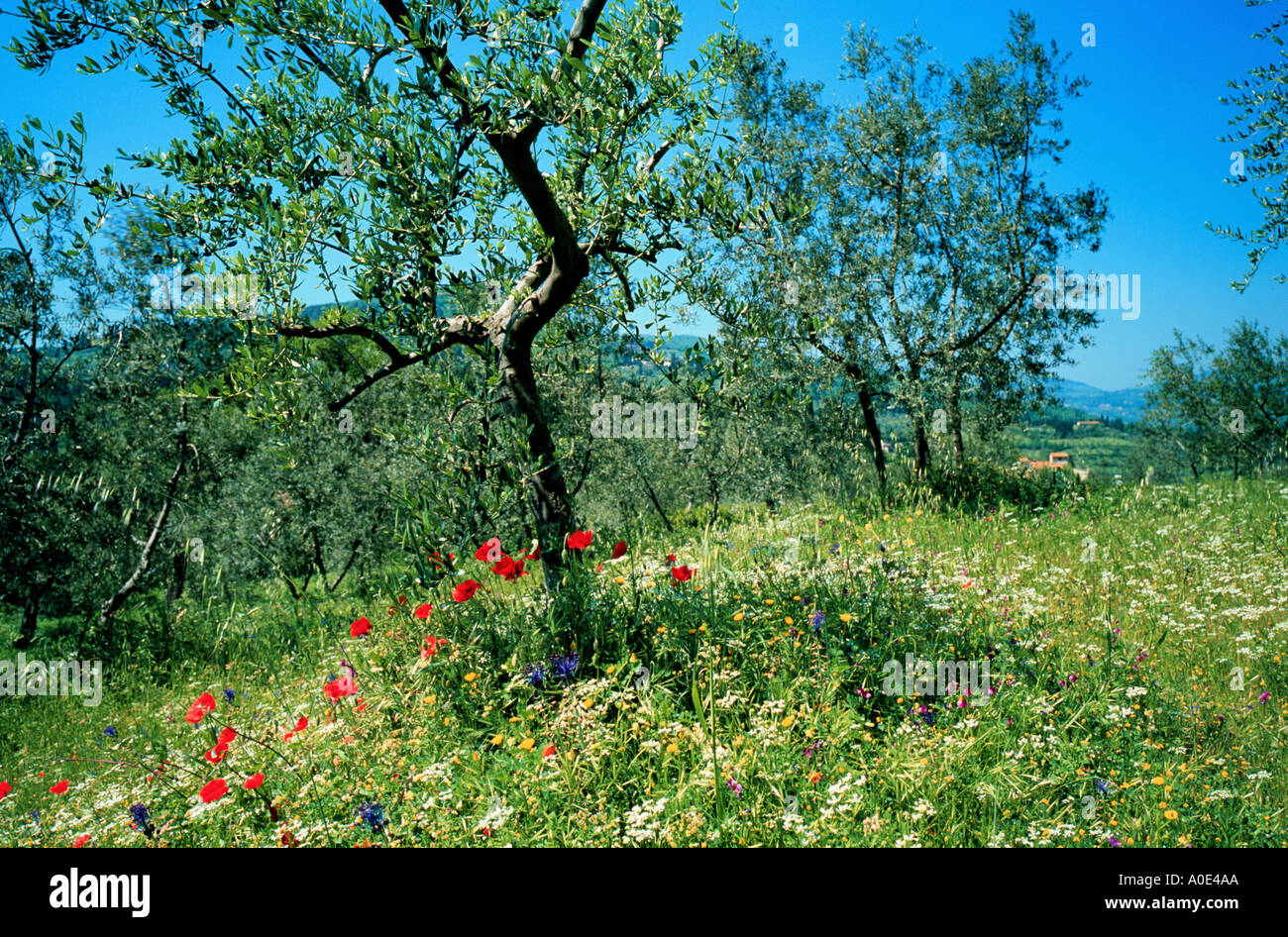 Tree with colorful flowers Florence Italy Stock Photo - Alamy