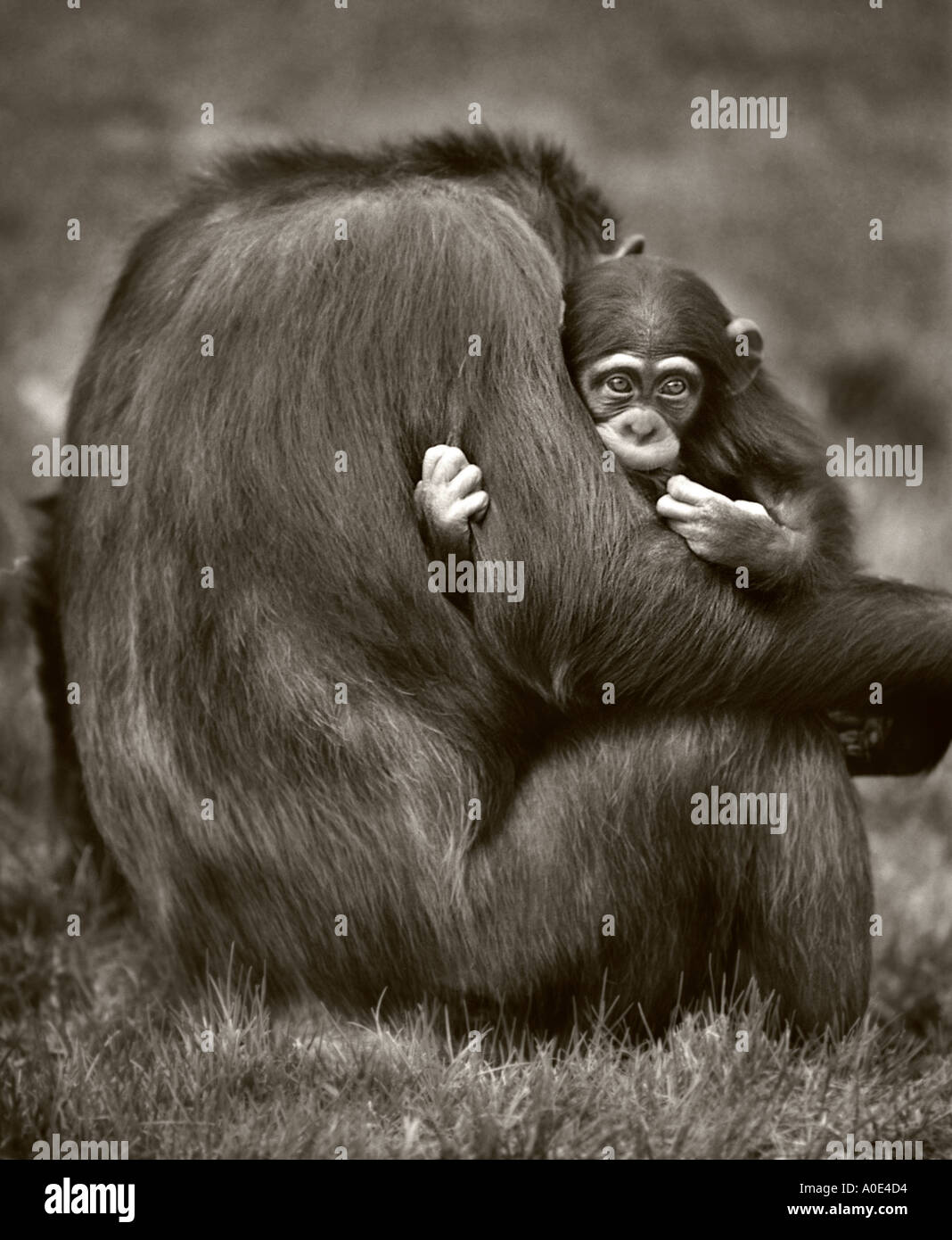 Baby chimp with father monkeys animals Stock Photo - Alamy
