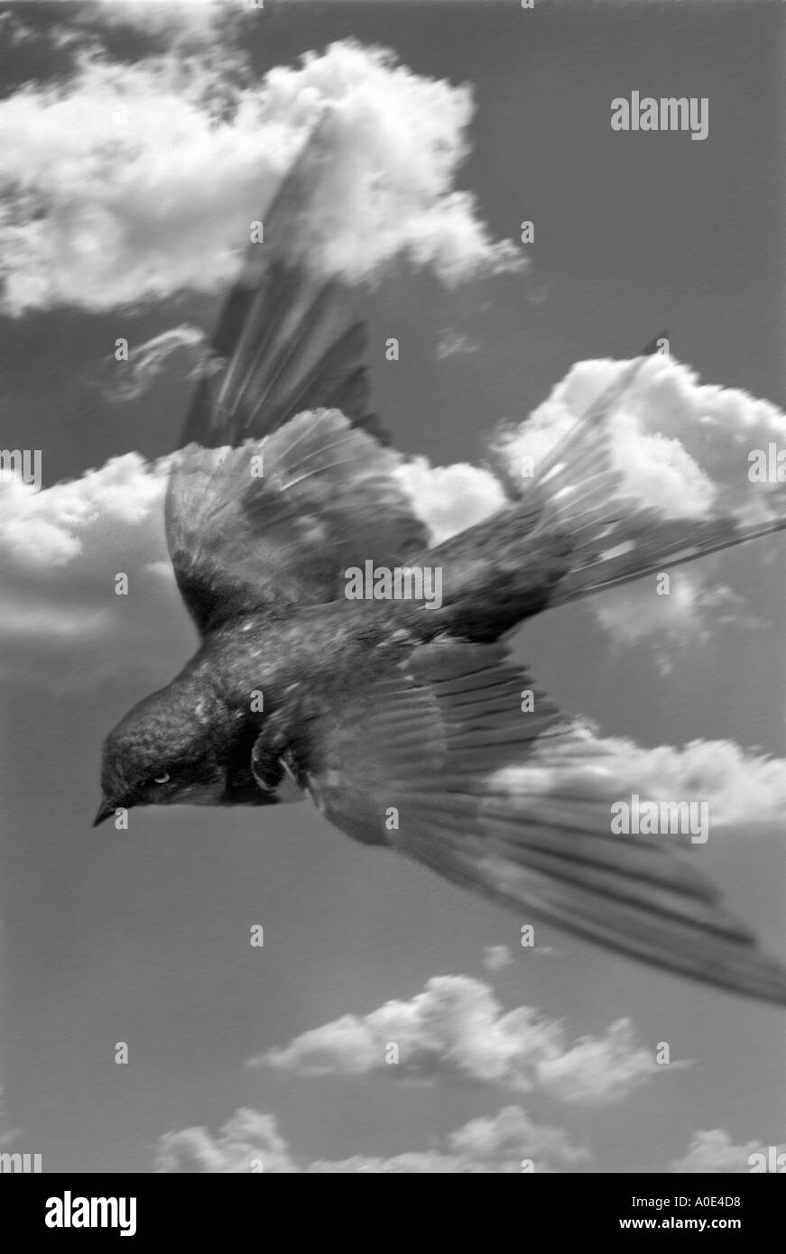 Collage of a bird Black and White Stock Photos & Images - Alamy