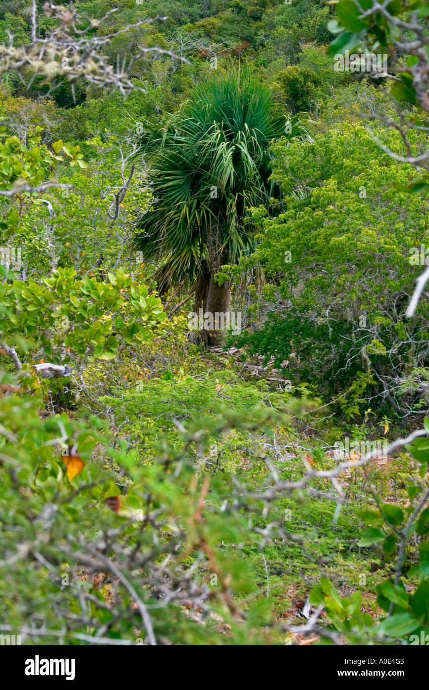 Nature of Curacao Netherlands Antilles Stock Photo - Alamy