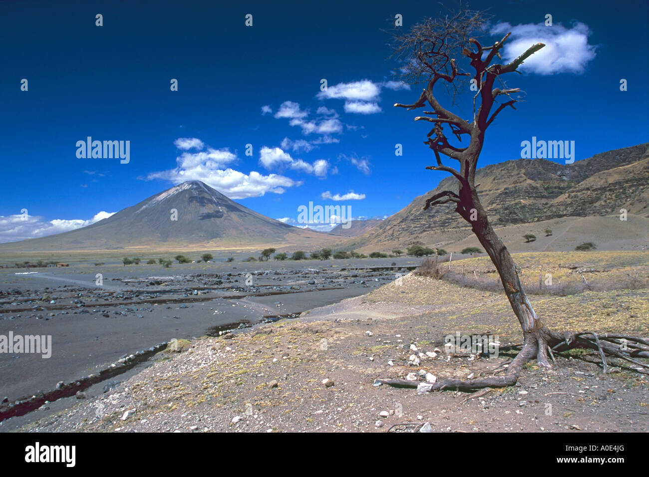A lonely dead tree in a bare landscape near an almost dry river bed ...
