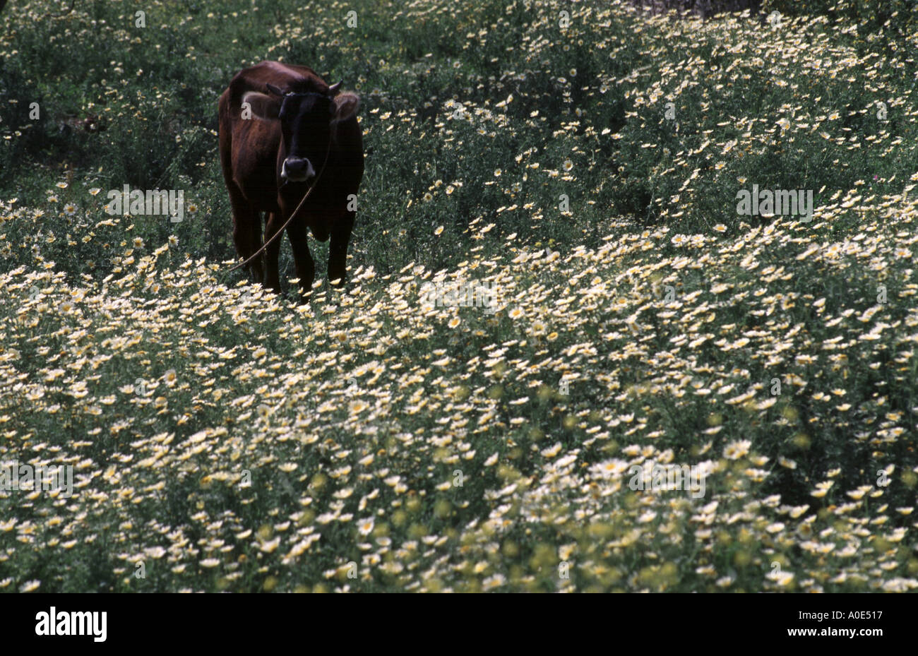 Turkey country farming hi-res stock photography and images - Alamy
