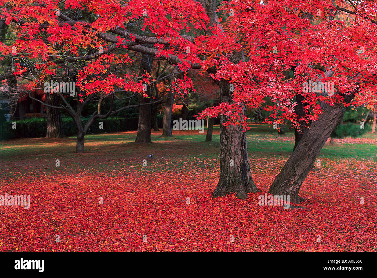 Autumnal folliage in the park of Kyoto Imperial palace Stock Photo - Alamy