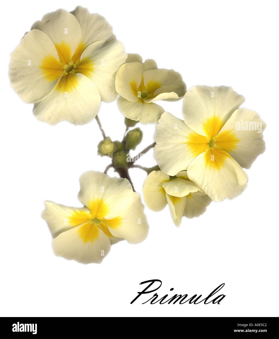 Spring primrose primula plants Cut Out Stock Images & Pictures - Alamy