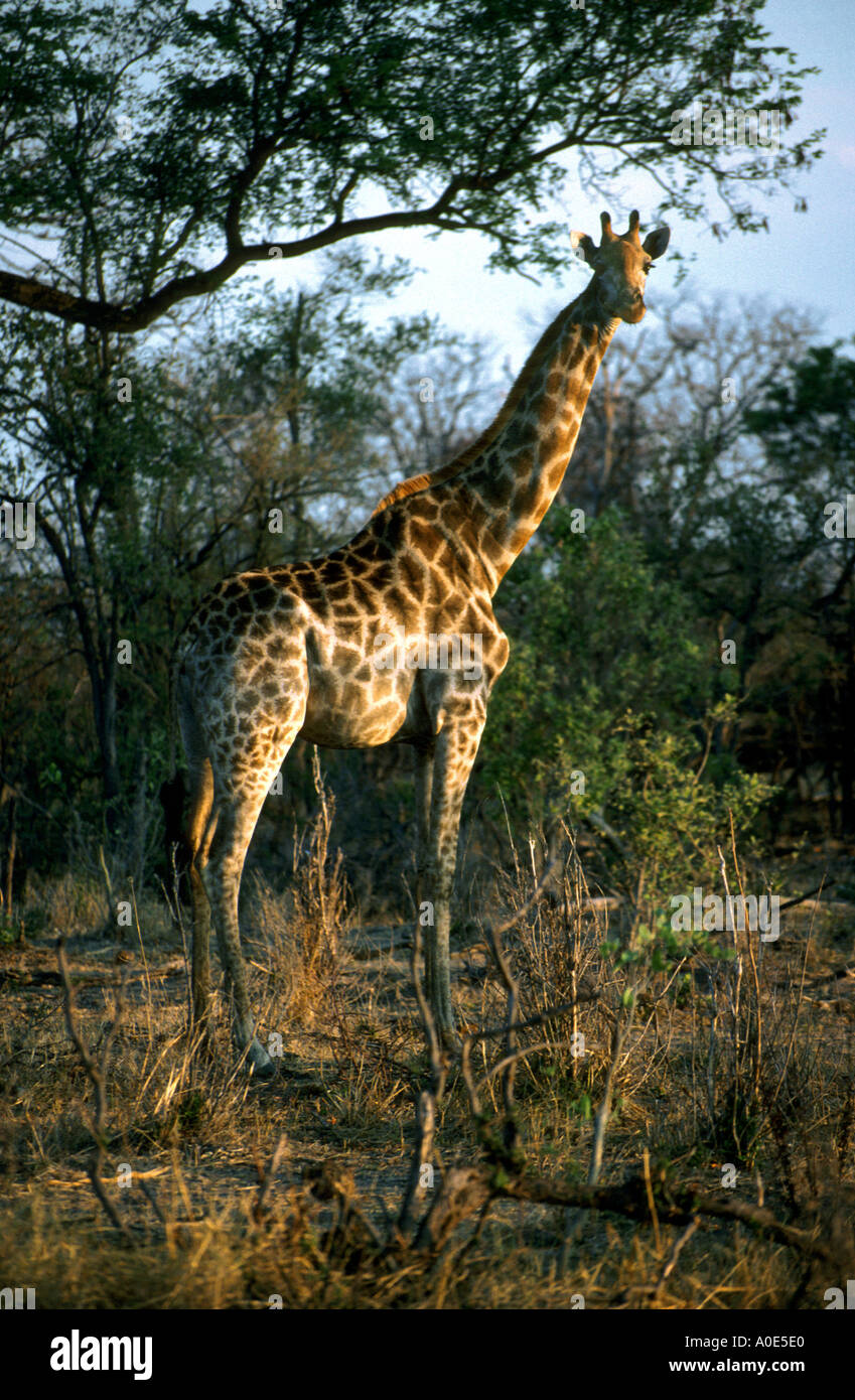 South African Giraffe, Giraffa camelopardalis giraffa, Botswana, Africa ...