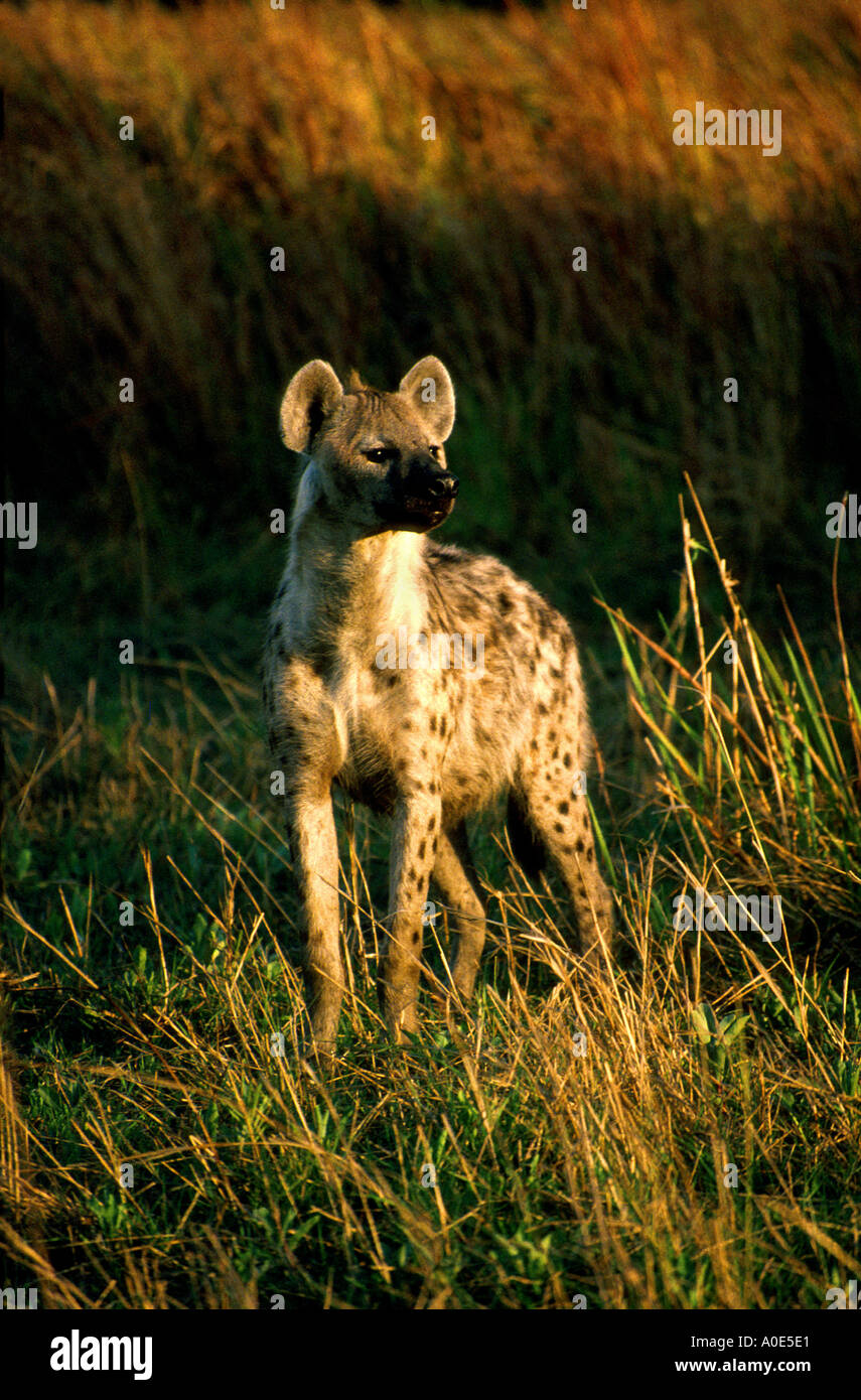 Spotted Hyena or Laughing Hyena, Crocuta crocuta, Hyaenidae, Botswana ...