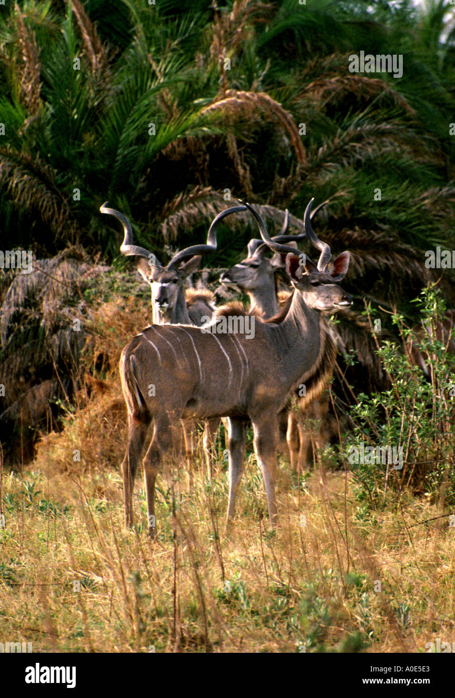 Group of Male Greater Kudu Bucks, Tragelaphus strepsiceros, Bovidae ...