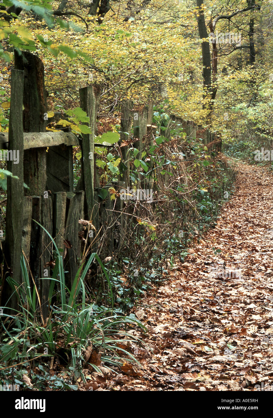 Woodland Path Autumn Stock Photo - Alamy