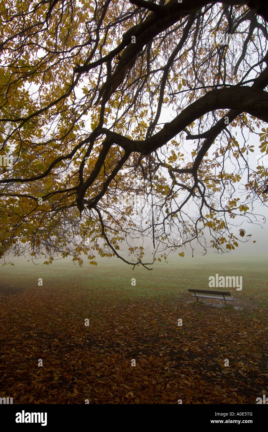 Tree and bench on Ealing Common W5 Stock Photo - Alamy