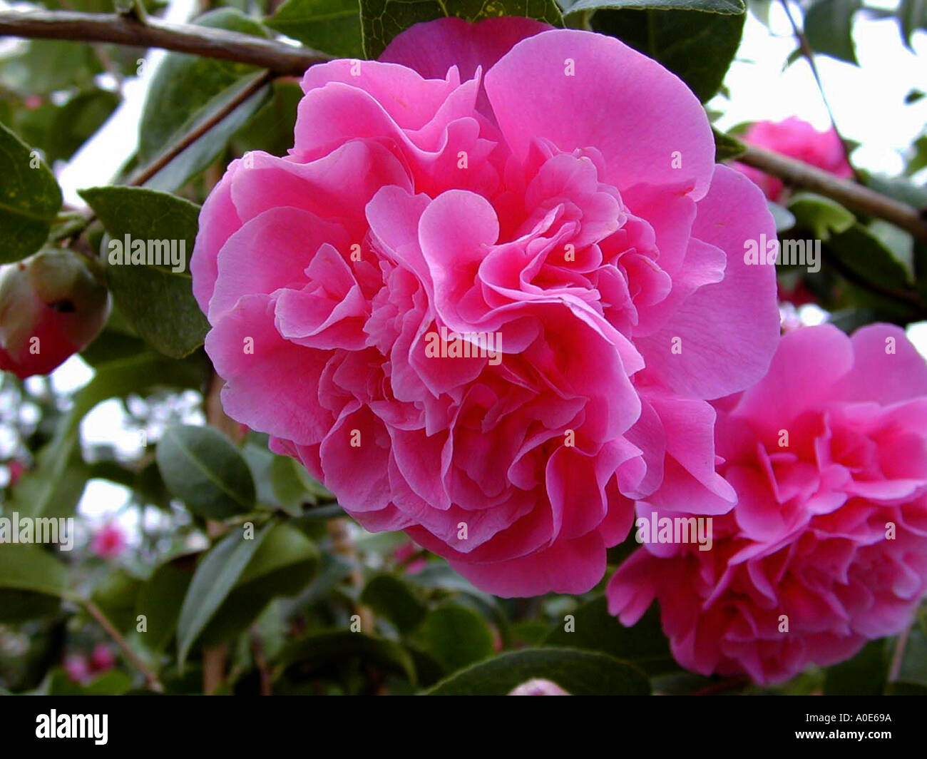 Camellia Debbie flowers Stock Photo - Alamy