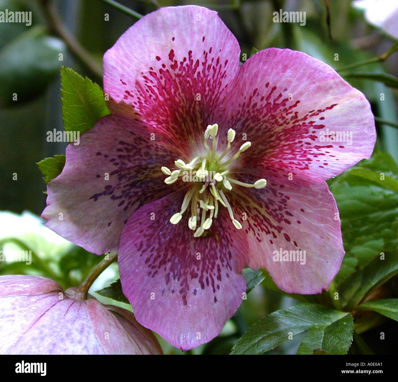 Red helleborus hi-res stock photography and images - Alamy