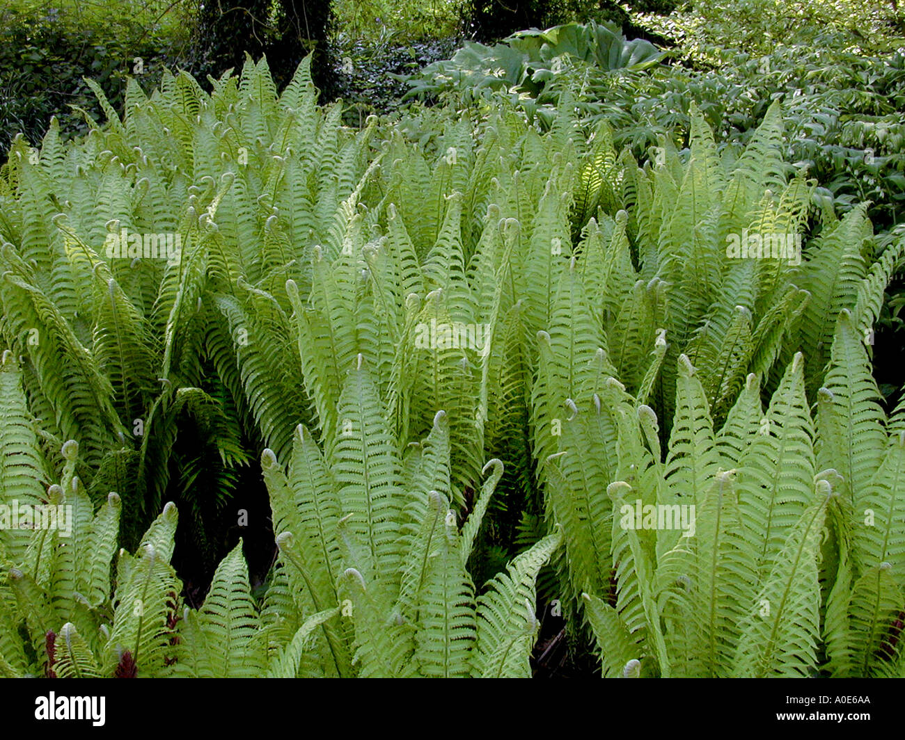 Ladder fern leaves foliage Stock Photo - Alamy