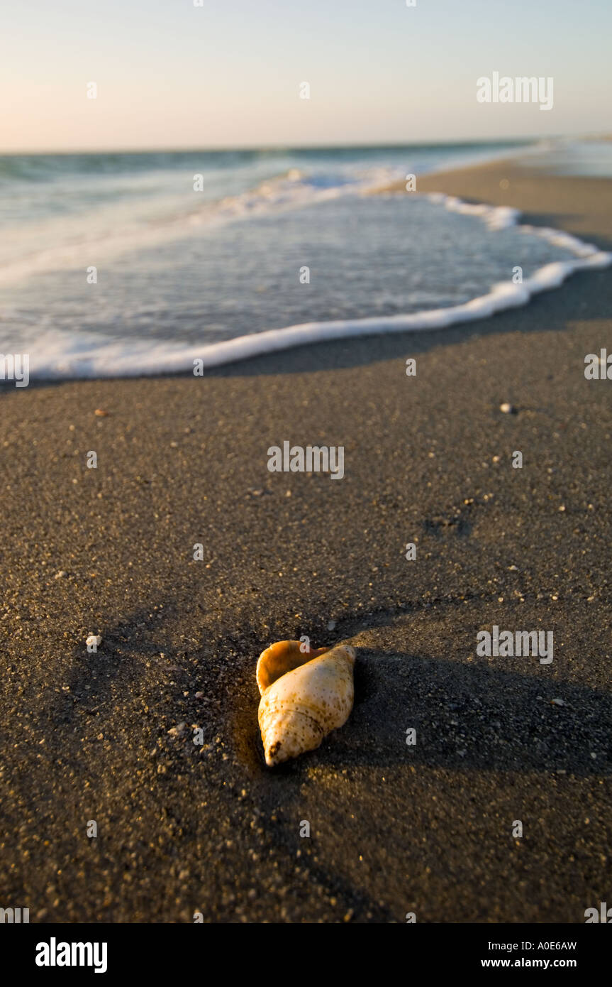 Empty shell on beach hi-res stock photography and images - Alamy