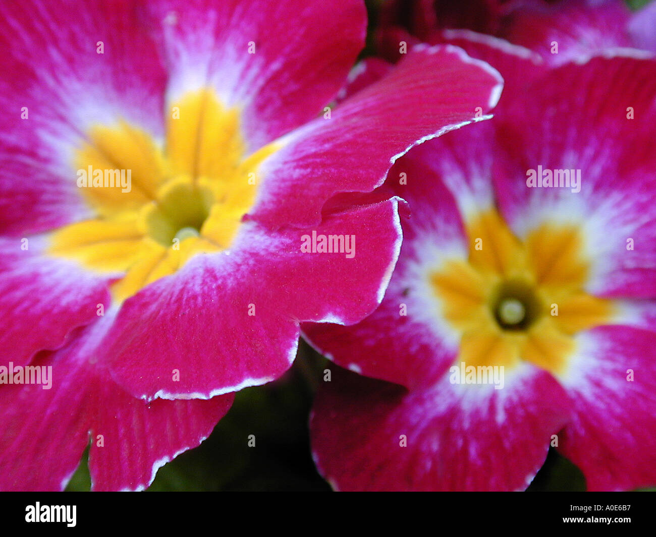 Pair of flowers hi-res stock photography and images - Alamy