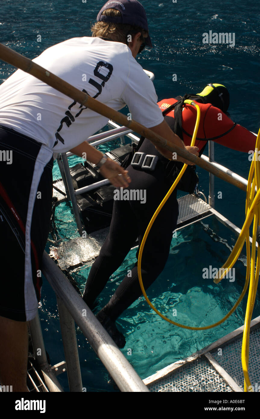 Isla Guadelupe Mexico Great White shark diving Luke Tipple crewmember ...