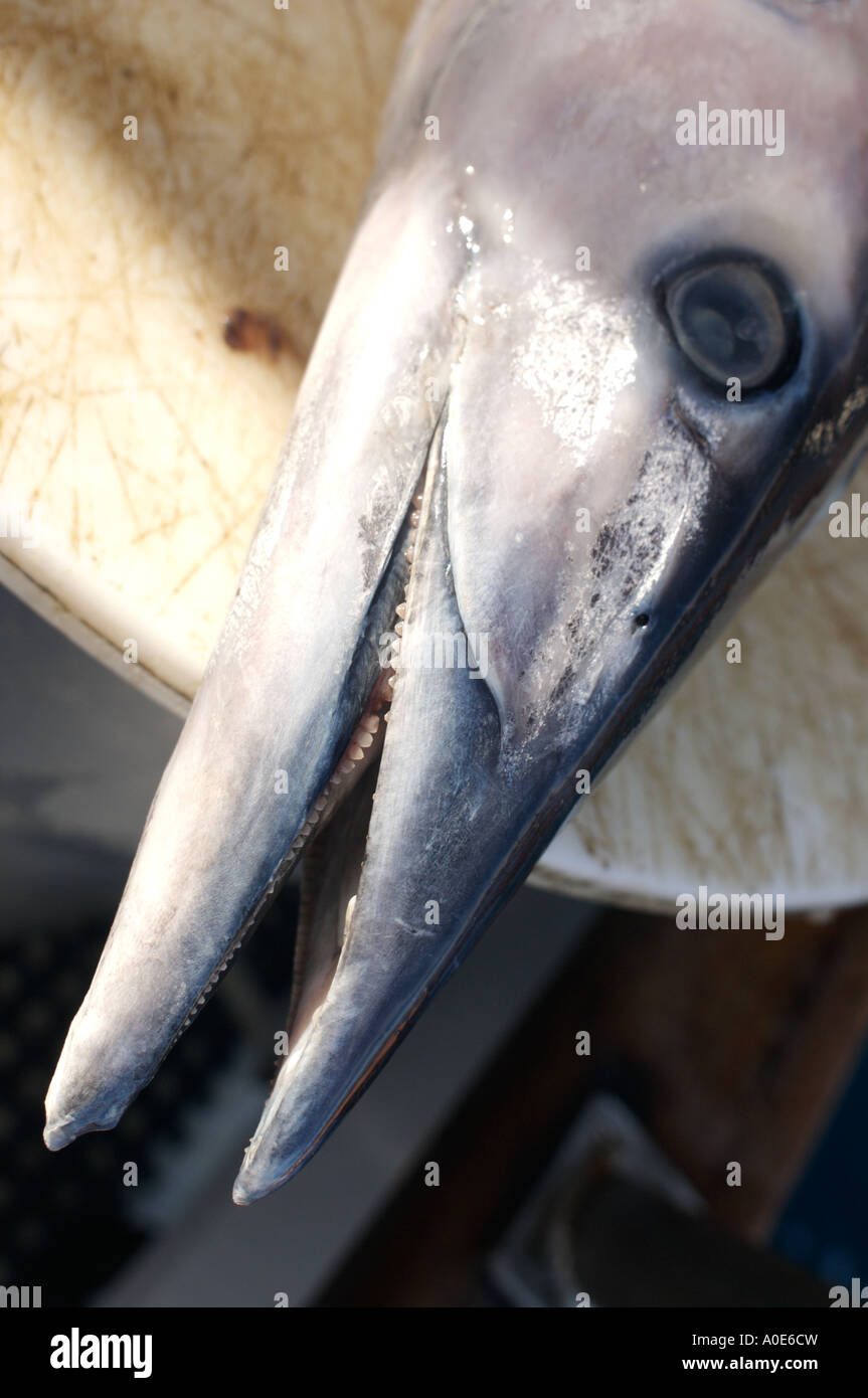 Shark chum hi-res stock photography and images - Alamy