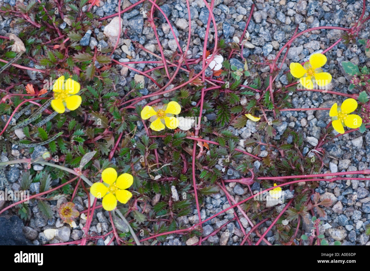 Tidal flat ecology Common shoreline plant Egede s Cinquefoil or Pacific ...