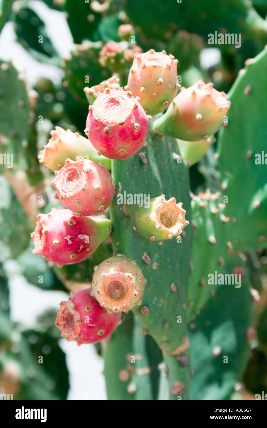 Cactus plant with buds hi-res stock photography and images - Alamy