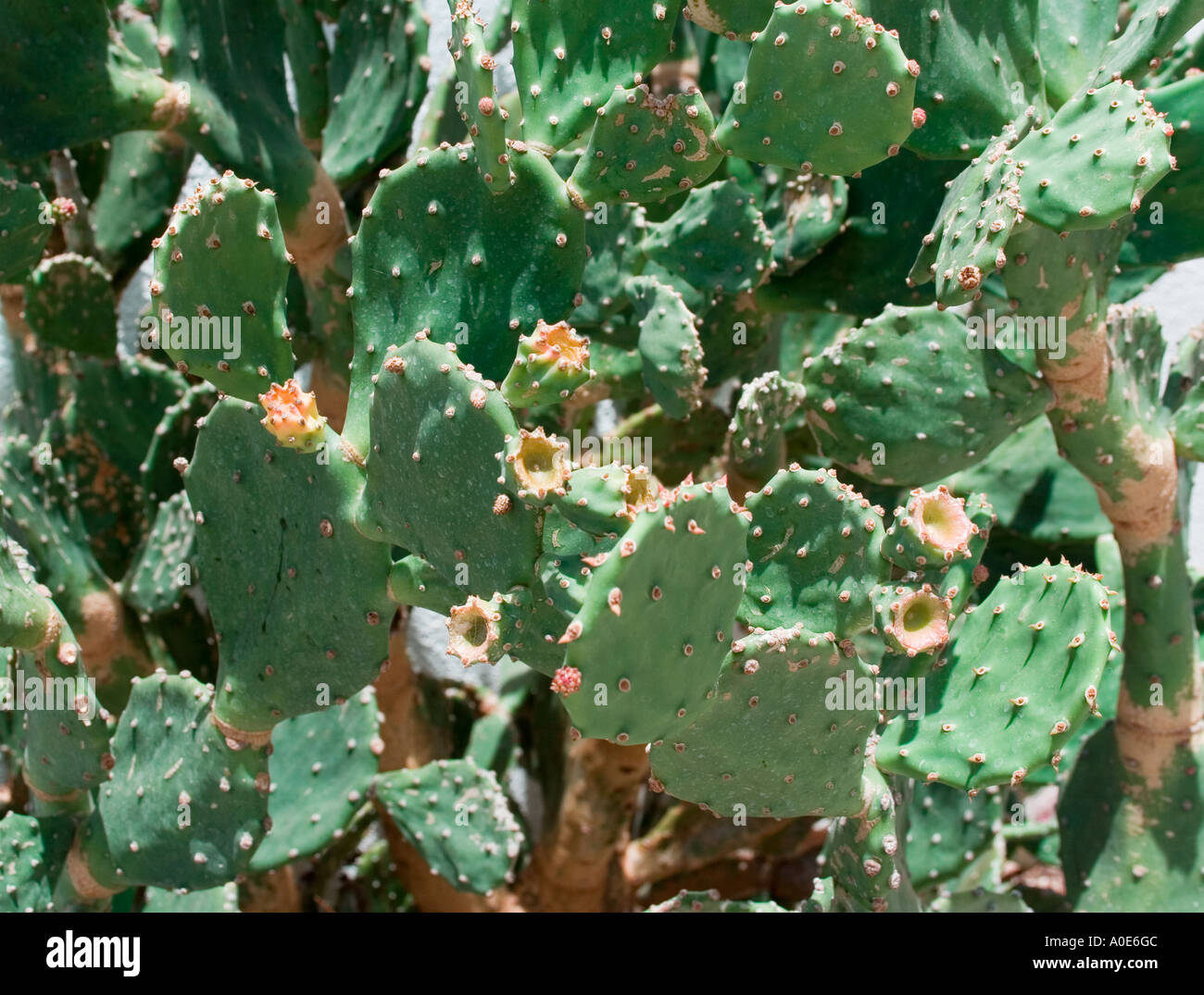 Cactus plant with buds hi-res stock photography and images - Alamy