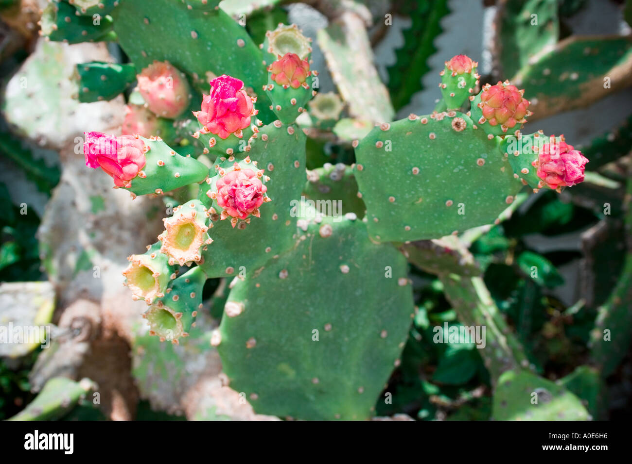 Blossoming Cactus Buds Stock Photo - Alamy