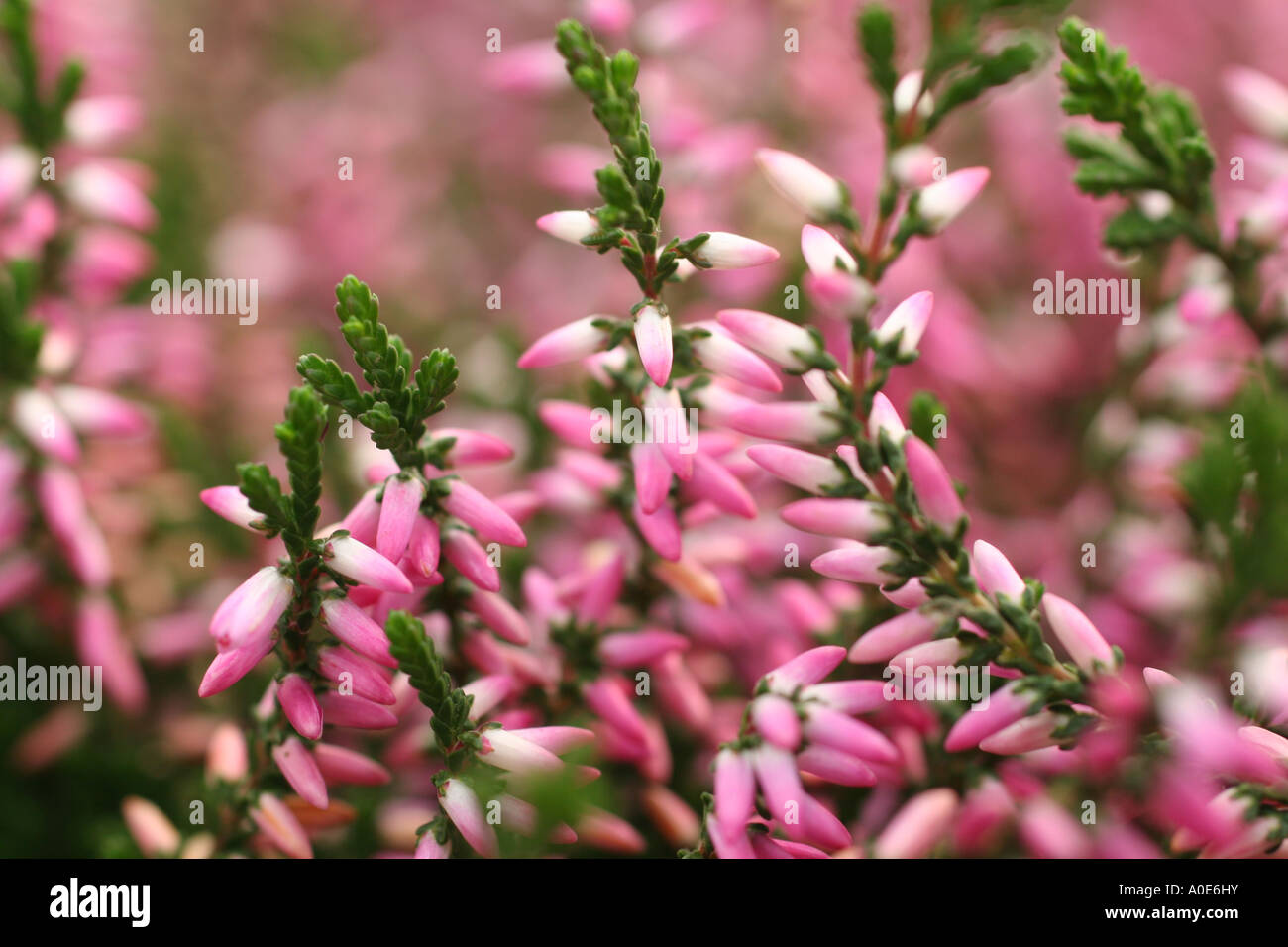Heather planting hi-res stock photography and images - Alamy